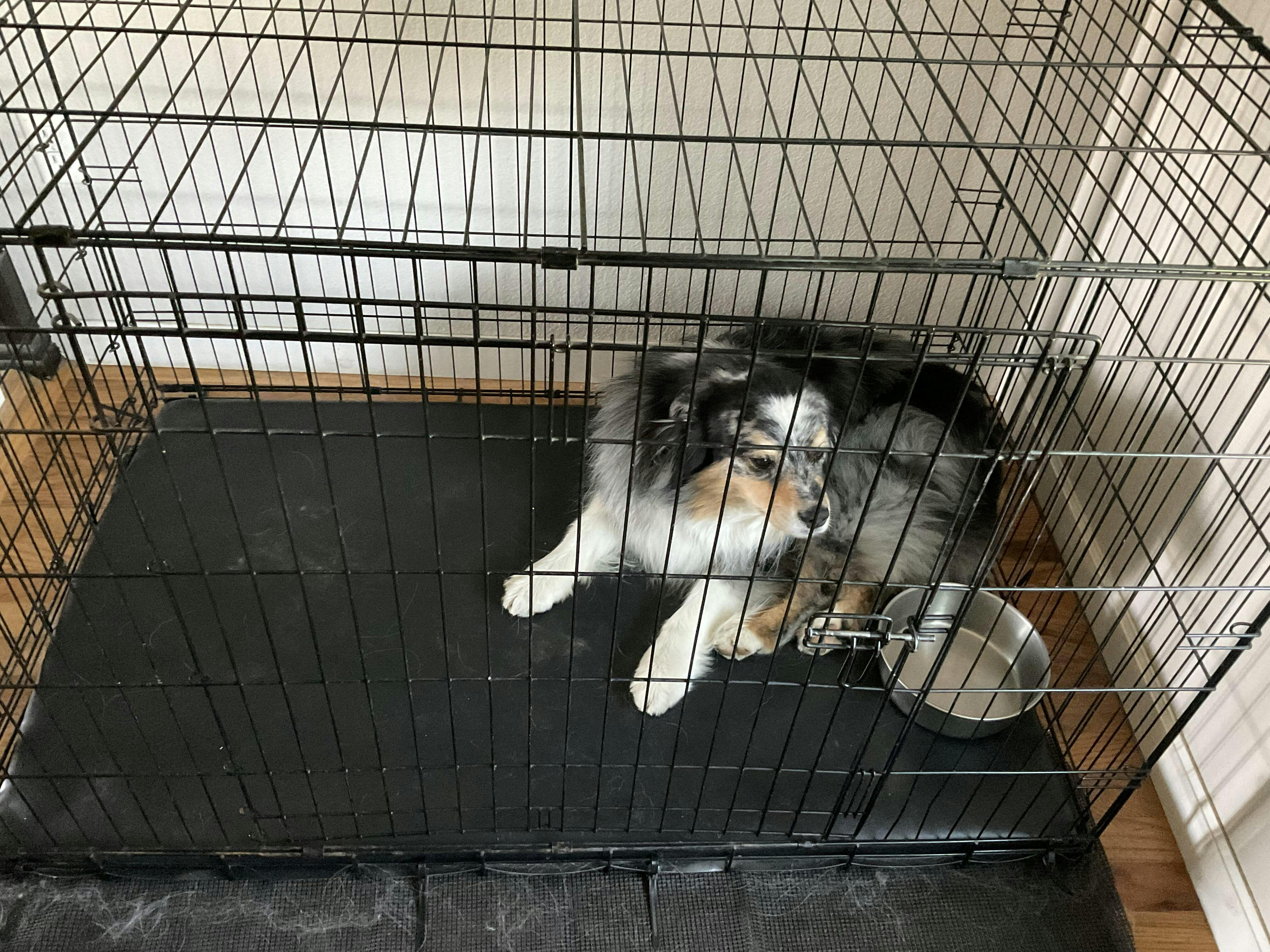 Pads for Ruff Land Kennels™ | Primo Pads