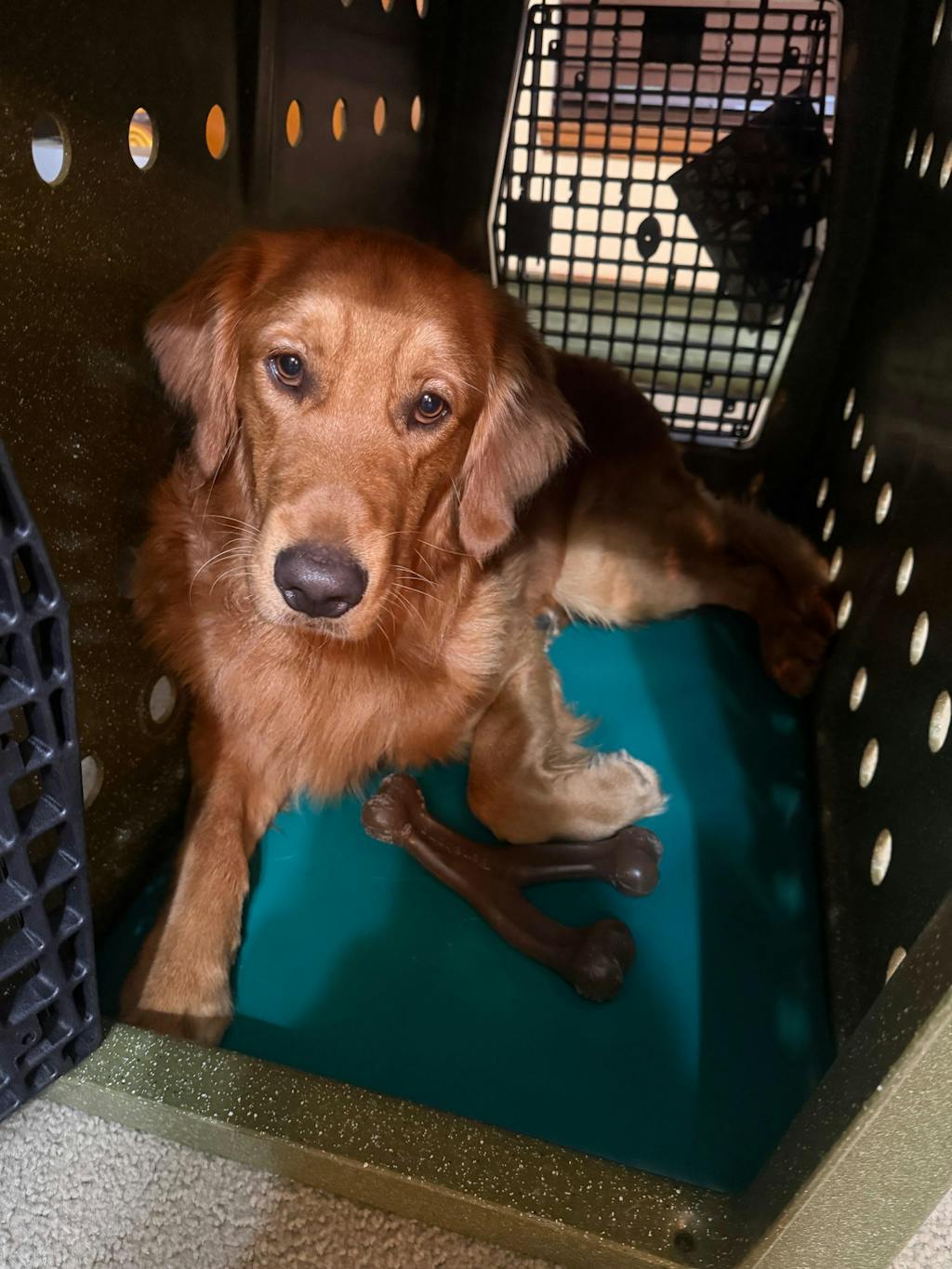 Pads for Ruff Land Kennels™ | Primo Pads