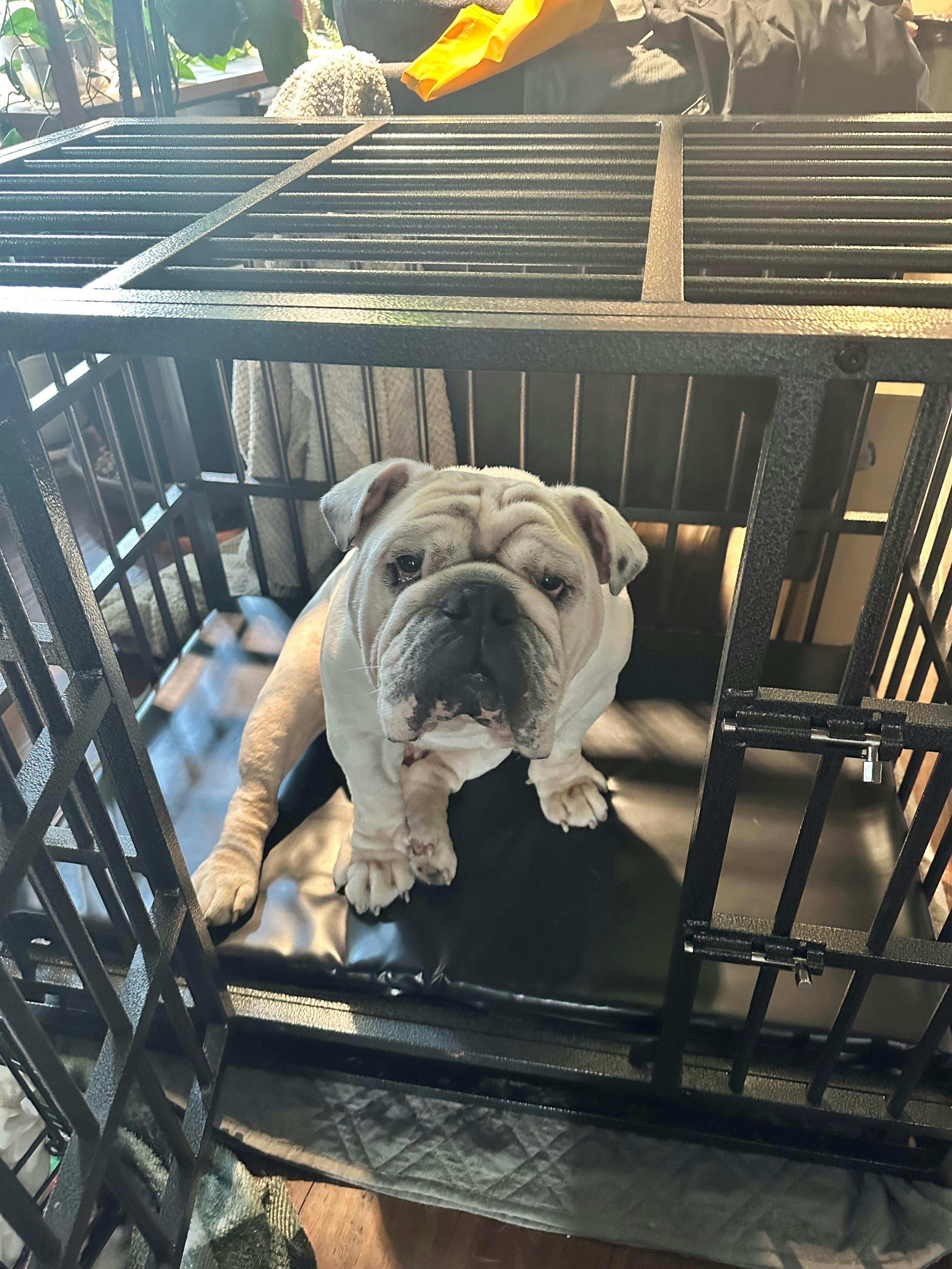 Wire Crate Pads | Primo Pads