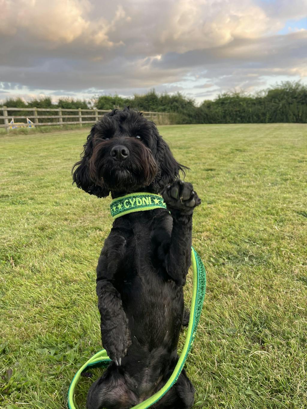 Dog Muscle Building & Recovery Powder – Natural Protein + Adaptogens ...