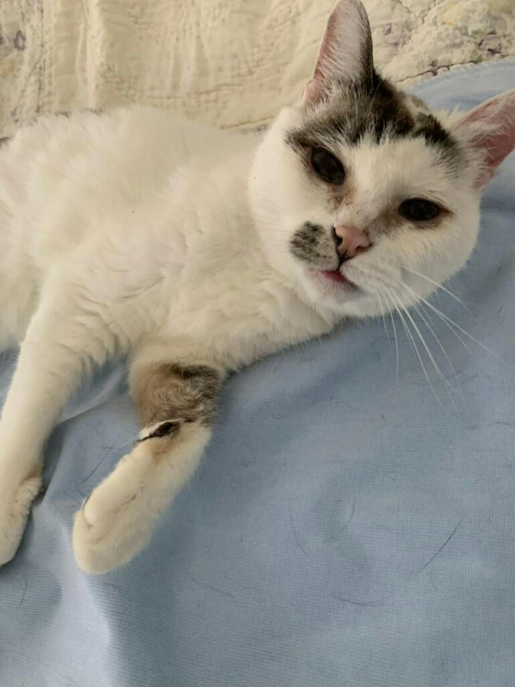 Prolux Vacuums Flip Catalog – Prolux Cleaners