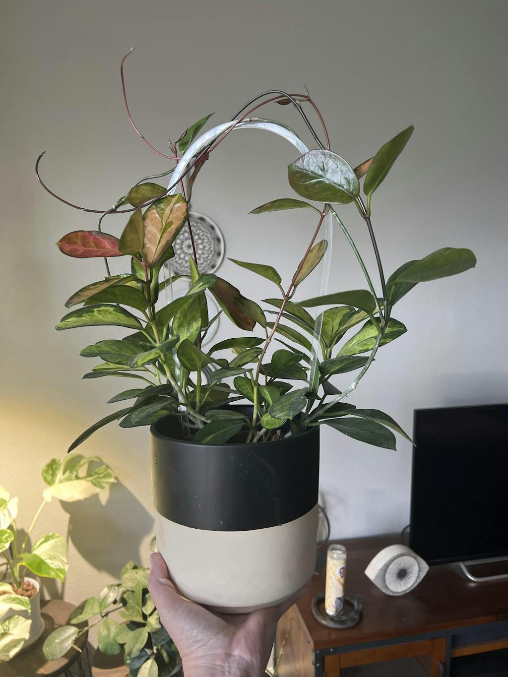 Arka Trellis - Houseplant Support – Propagation Diaries