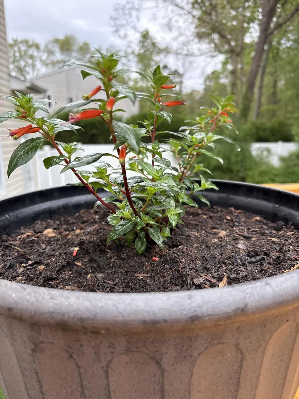 Large Firecracker Plant | Vermillionaire® | Proven Winners® Annuals ...