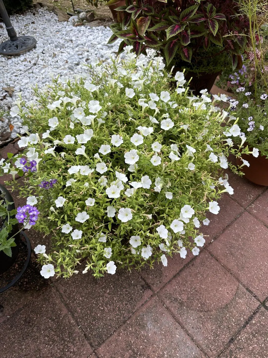 Petunia | Royale Supertunia Vista® Snowdrift™ | Proven Winners® Annuals ...