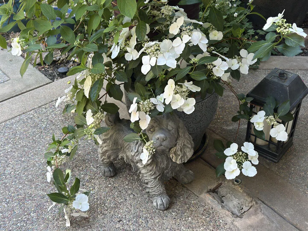 Cascade Hydrangea | Fairytrail Bride® | Proven Winners® Shrubs – Proven ...