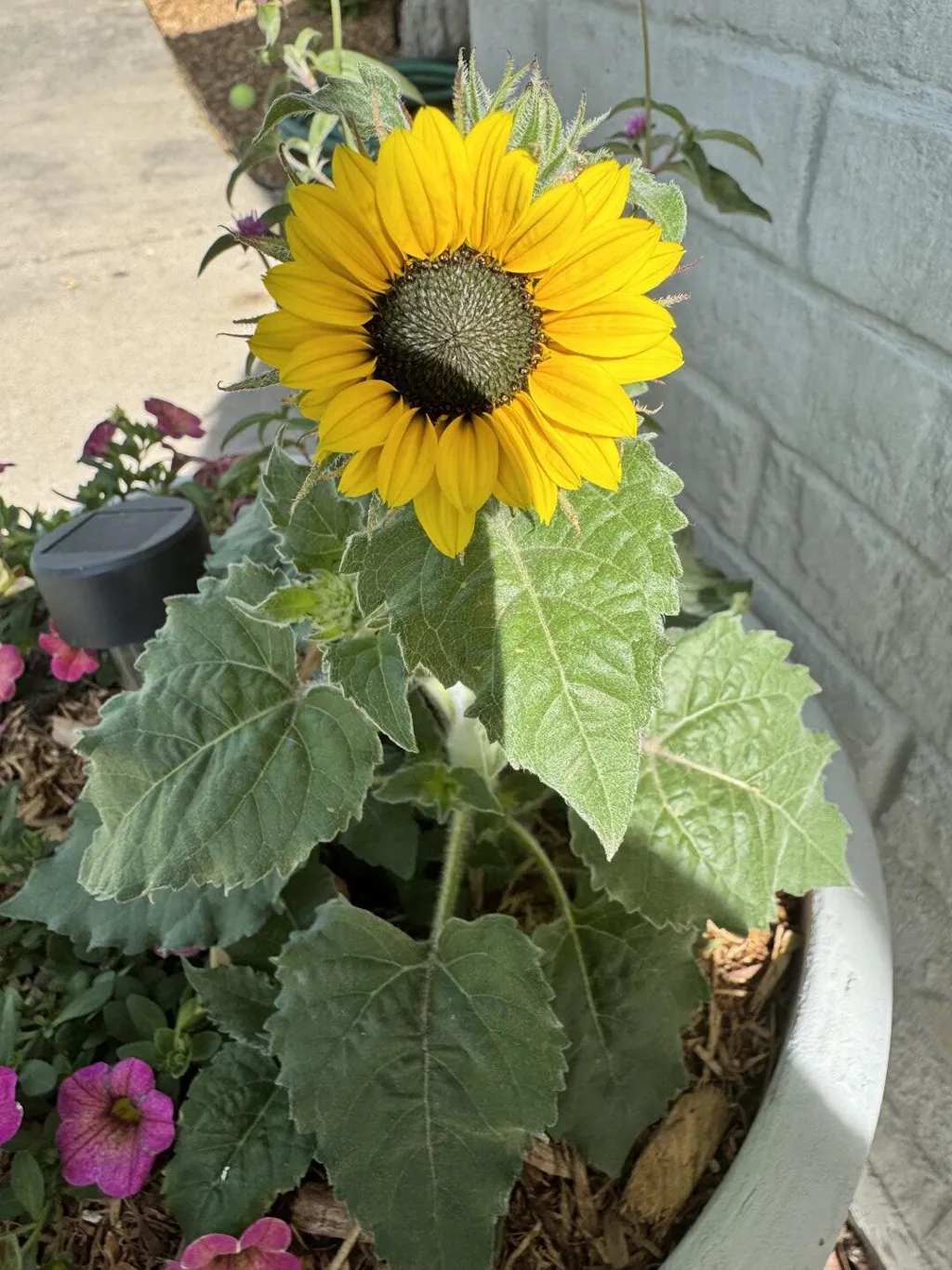 Sunflower | Suncredible® Yellow | Proven Winners® Annuals – Proven ...
