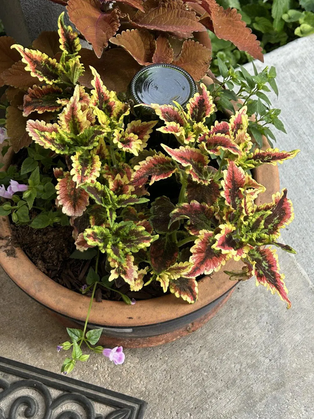 Coleus | ColorBlaze® El Brighto | Proven Winners® Annuals – Proven ...