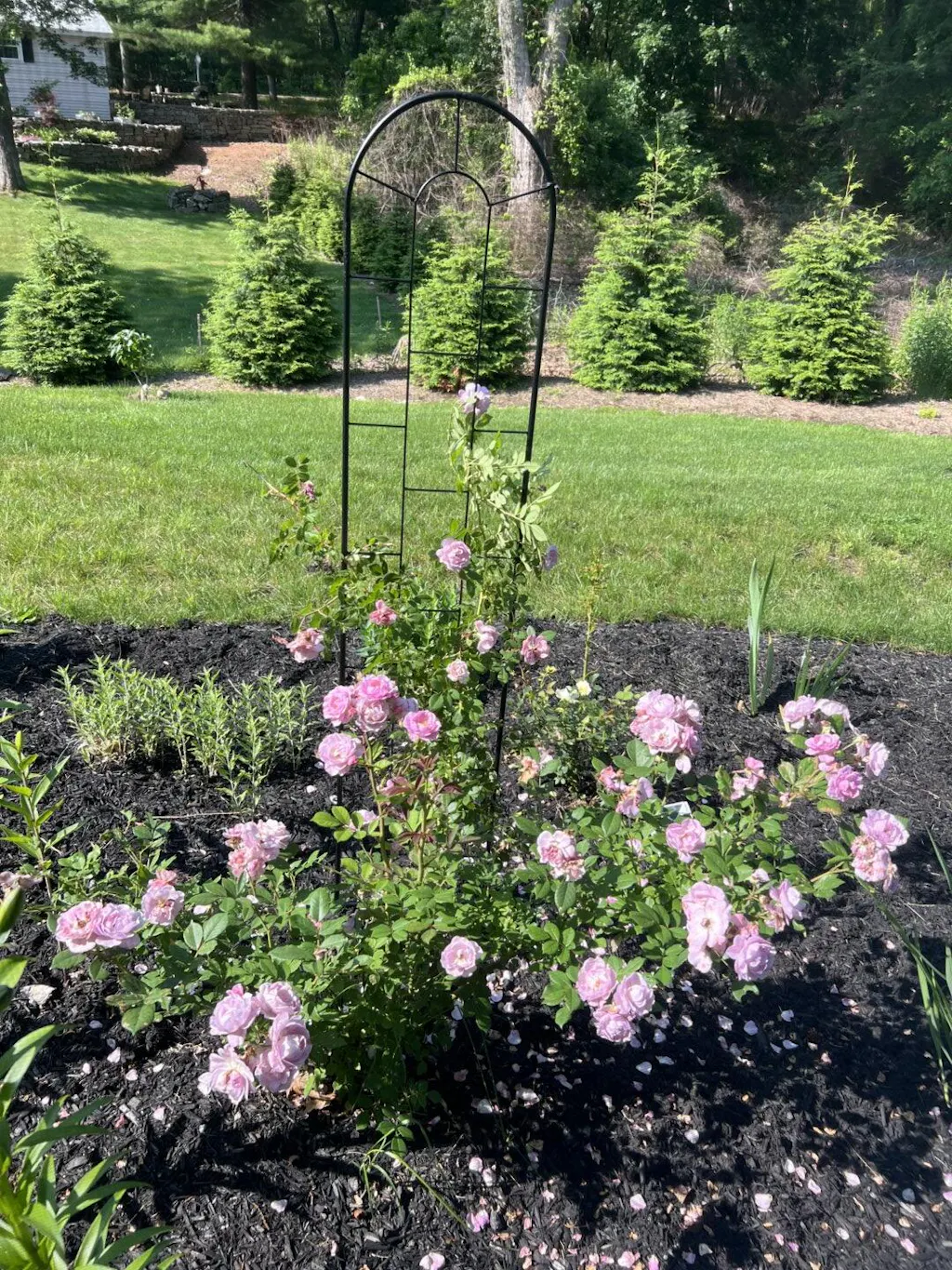 Rose | Rise Up Lilac Days® | Proven Winners® Shrubs – Proven Winners ...