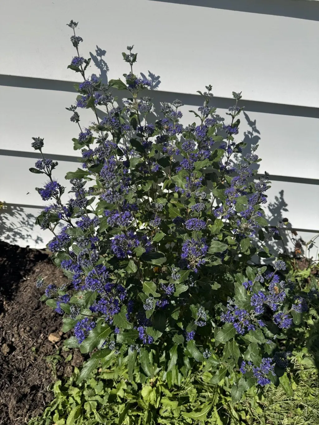 Bluebeard | Beyond Midnight® | Proven Winners® Shrubs – Proven Winners ...