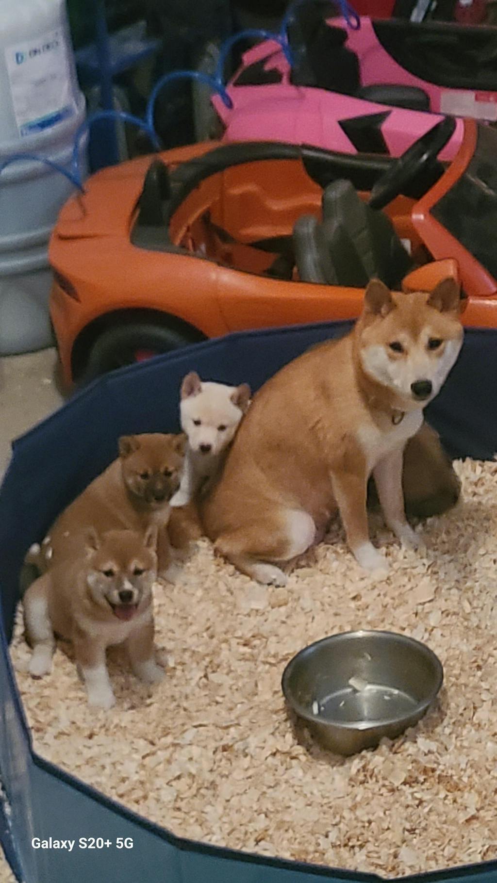 NeoPar Parvo Vaccine for Dogs (Parvovirus Vaccine) — Lambert Vet Supplies