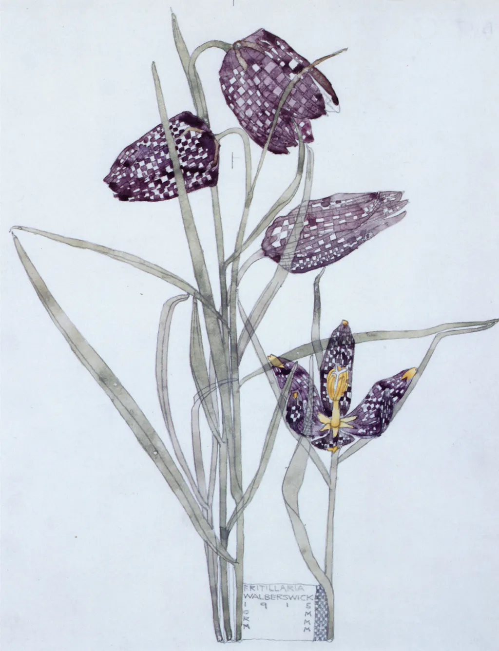 Charles Rennie Mackintosh Public Domain Flowers to Download