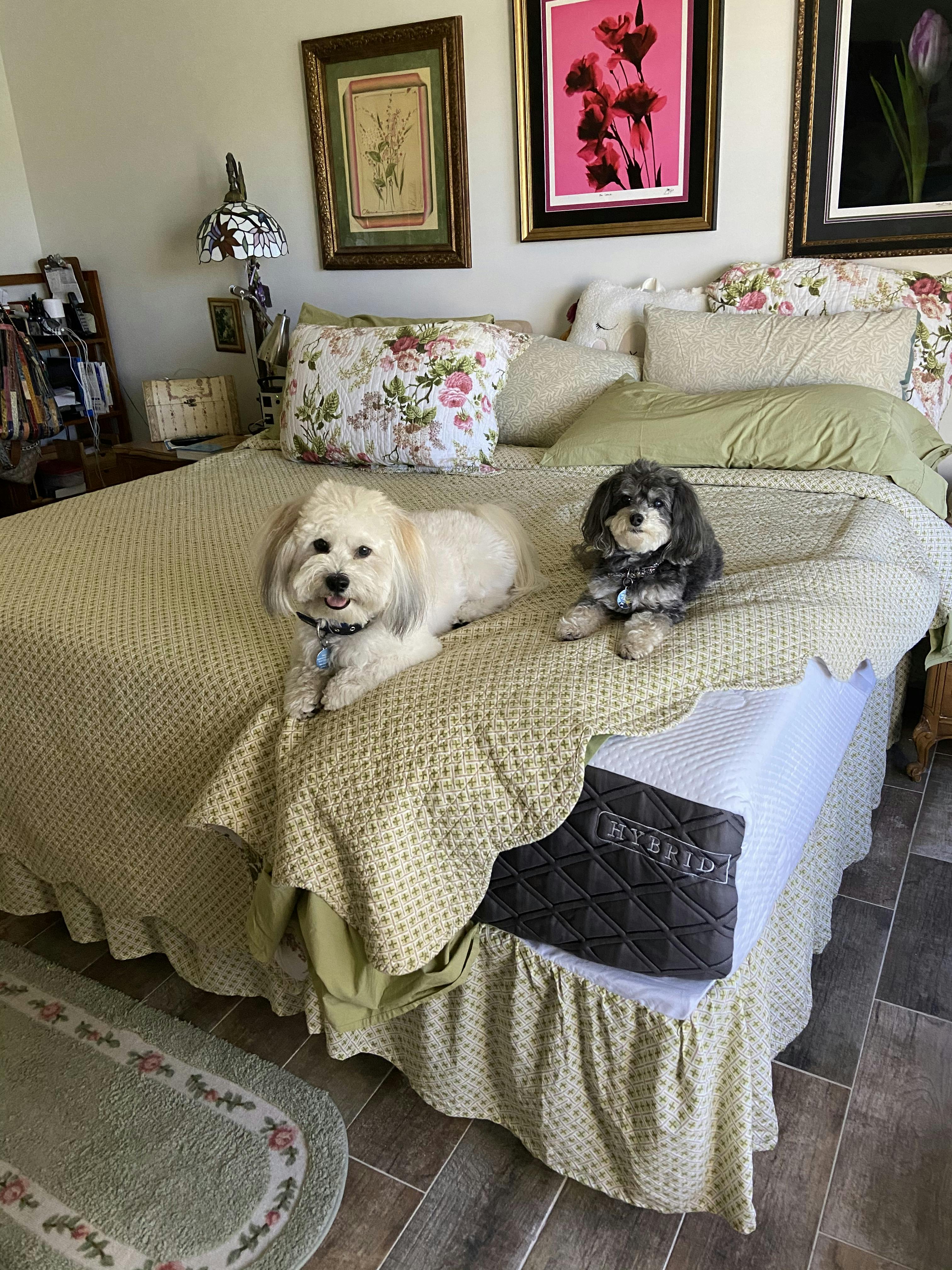 Puffy Mattress Reviews | Discover Puffy Memory Foam Mattress