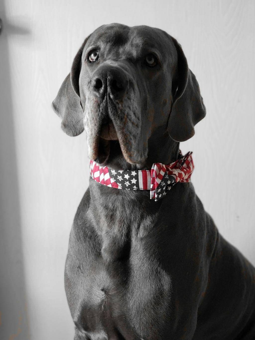 All American Collar – Pup Unleashed
