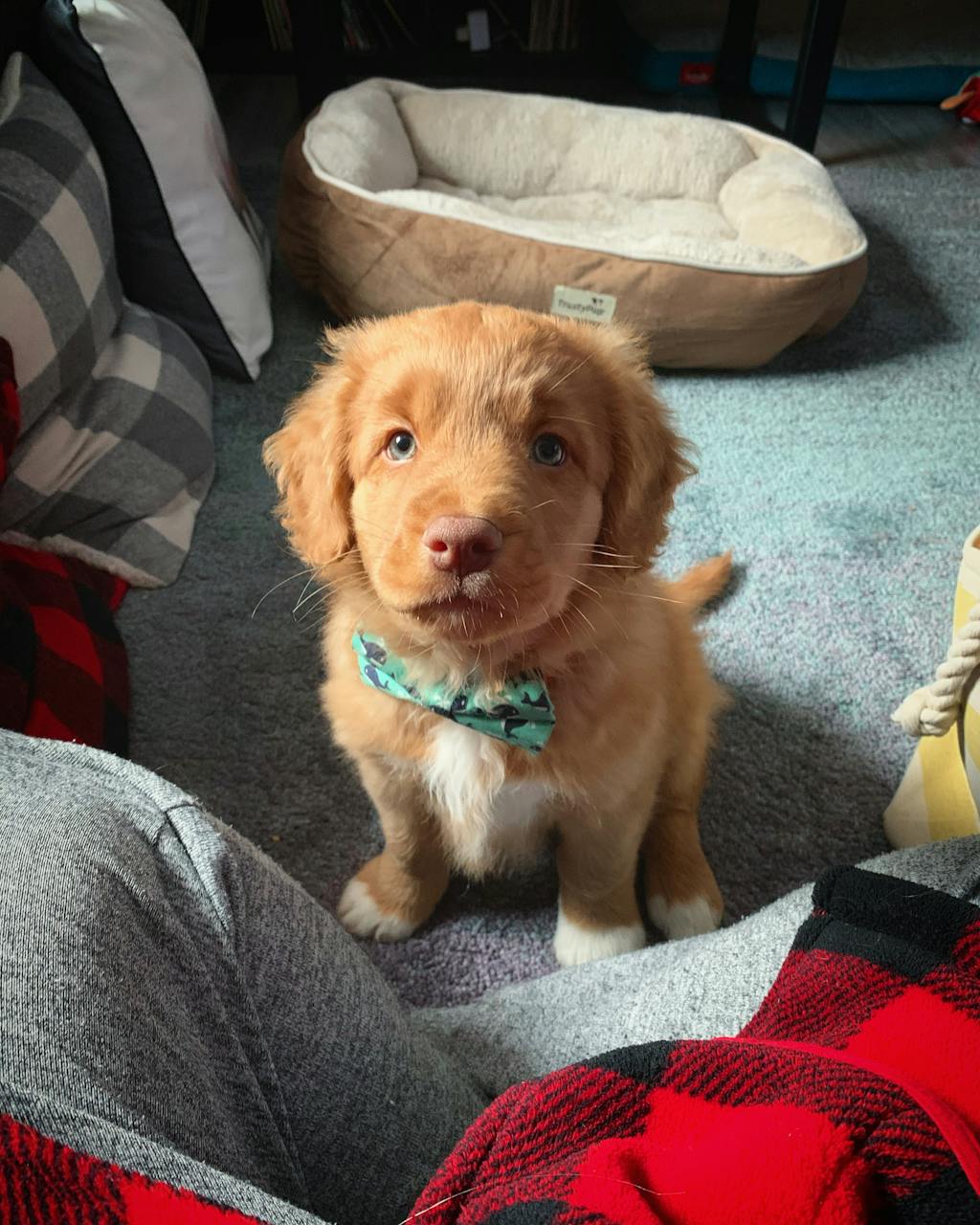 Whaley Cool Collar – Pup Unleashed