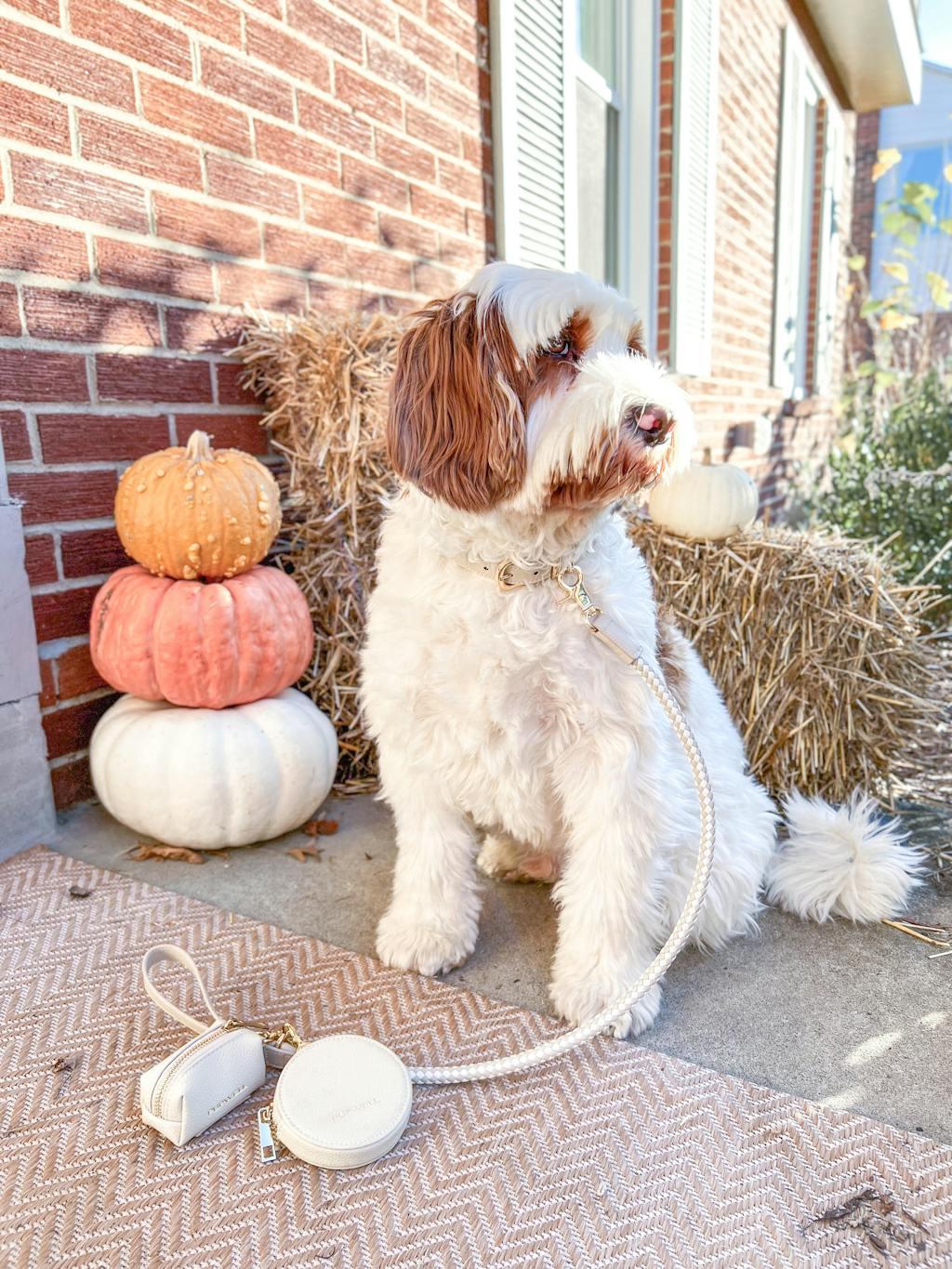 City Walk Kit – Pupwell