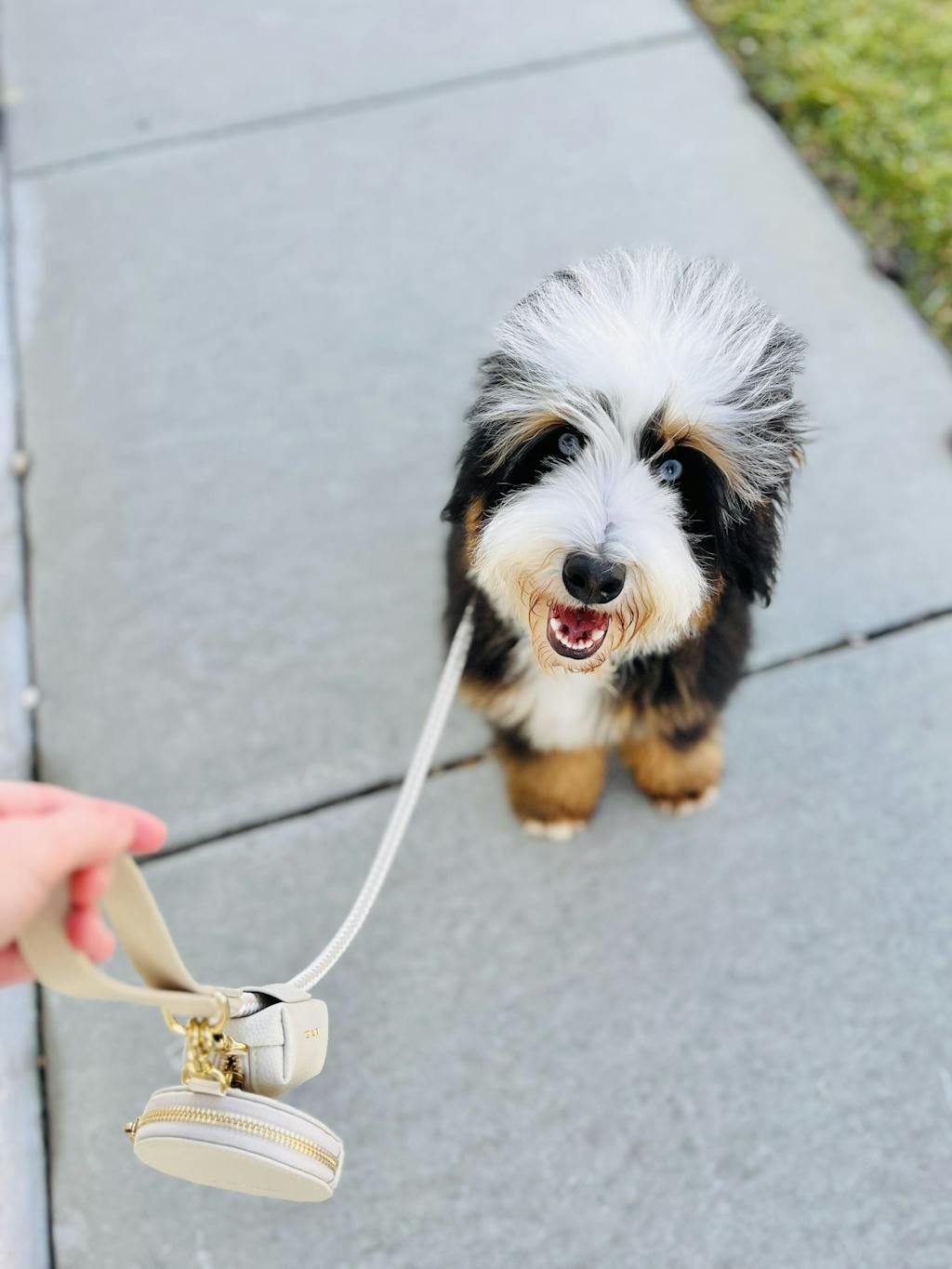 City Walk Kit – Pupwell