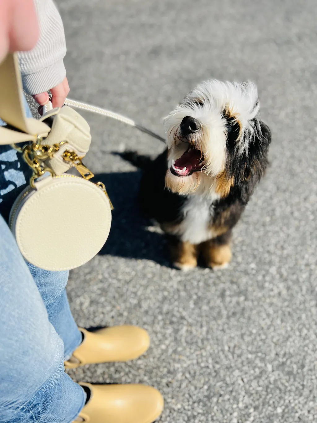 City Walk Kit – Pupwell