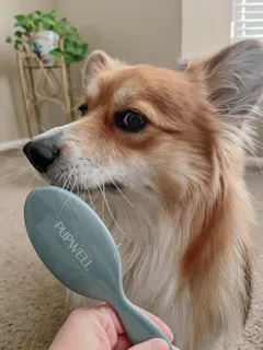 Signature Grooming Kits & Bundles – Pupwell