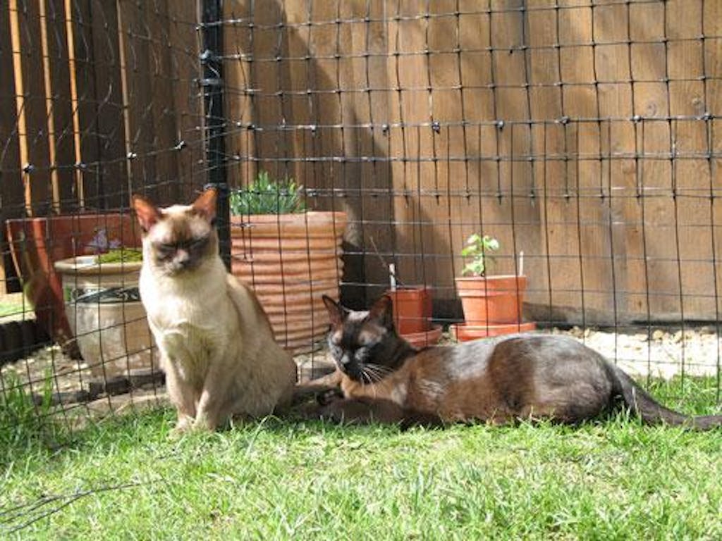 Freestanding Cat Fence System – Purrfect Fence UK