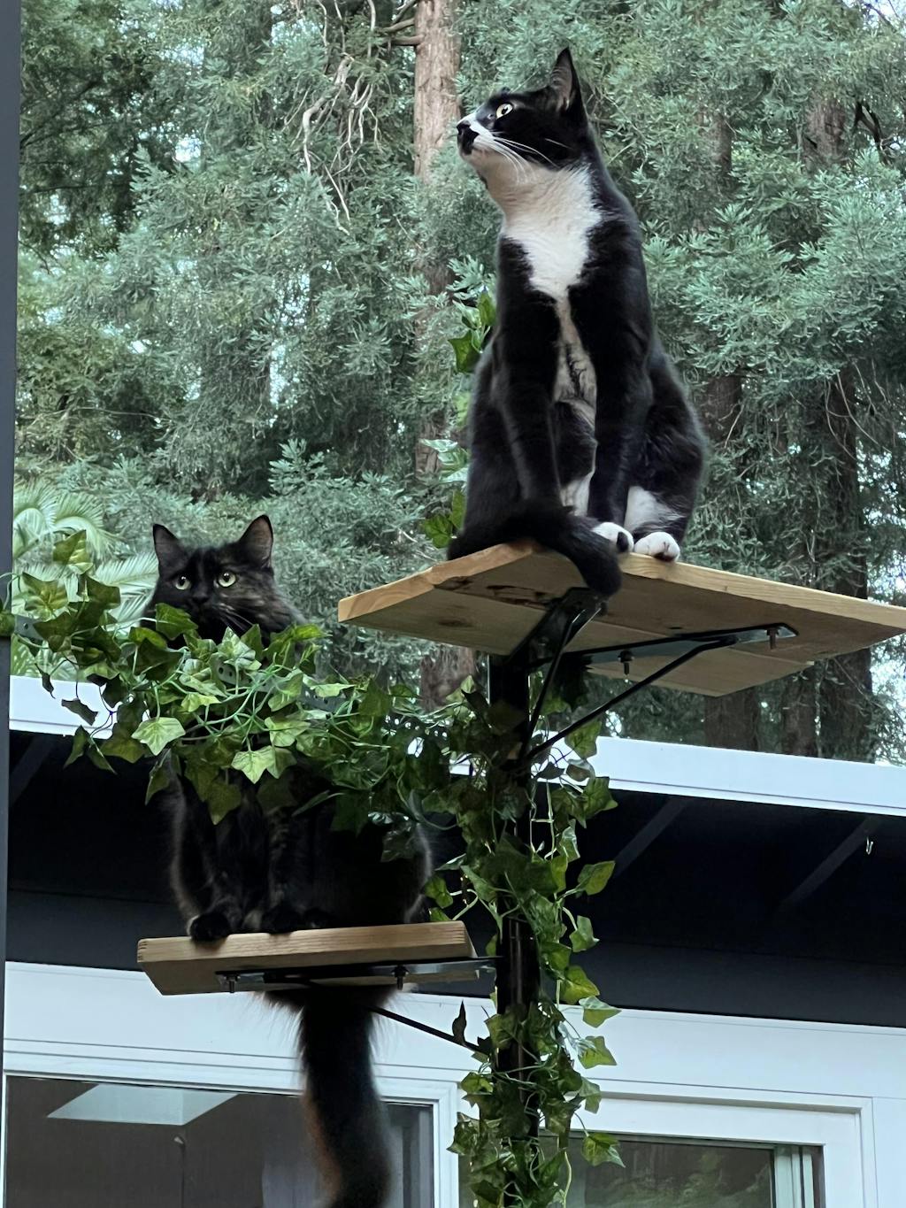 Outdoor Cat Perch - Cat Tree - Purrfect Fence