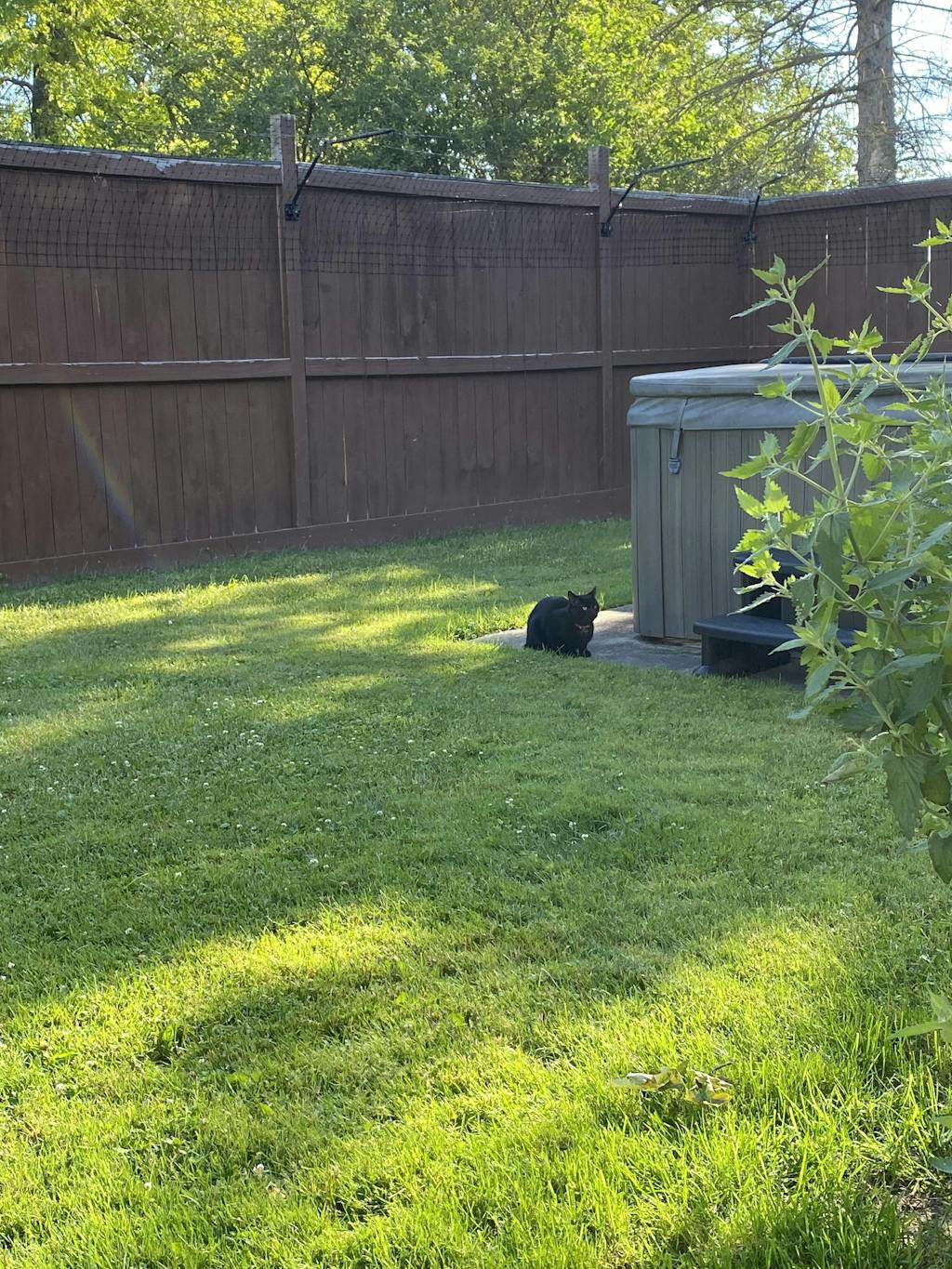 Cat-Proof Fence Options: DIY vs. Commercial | Purrfect Fence