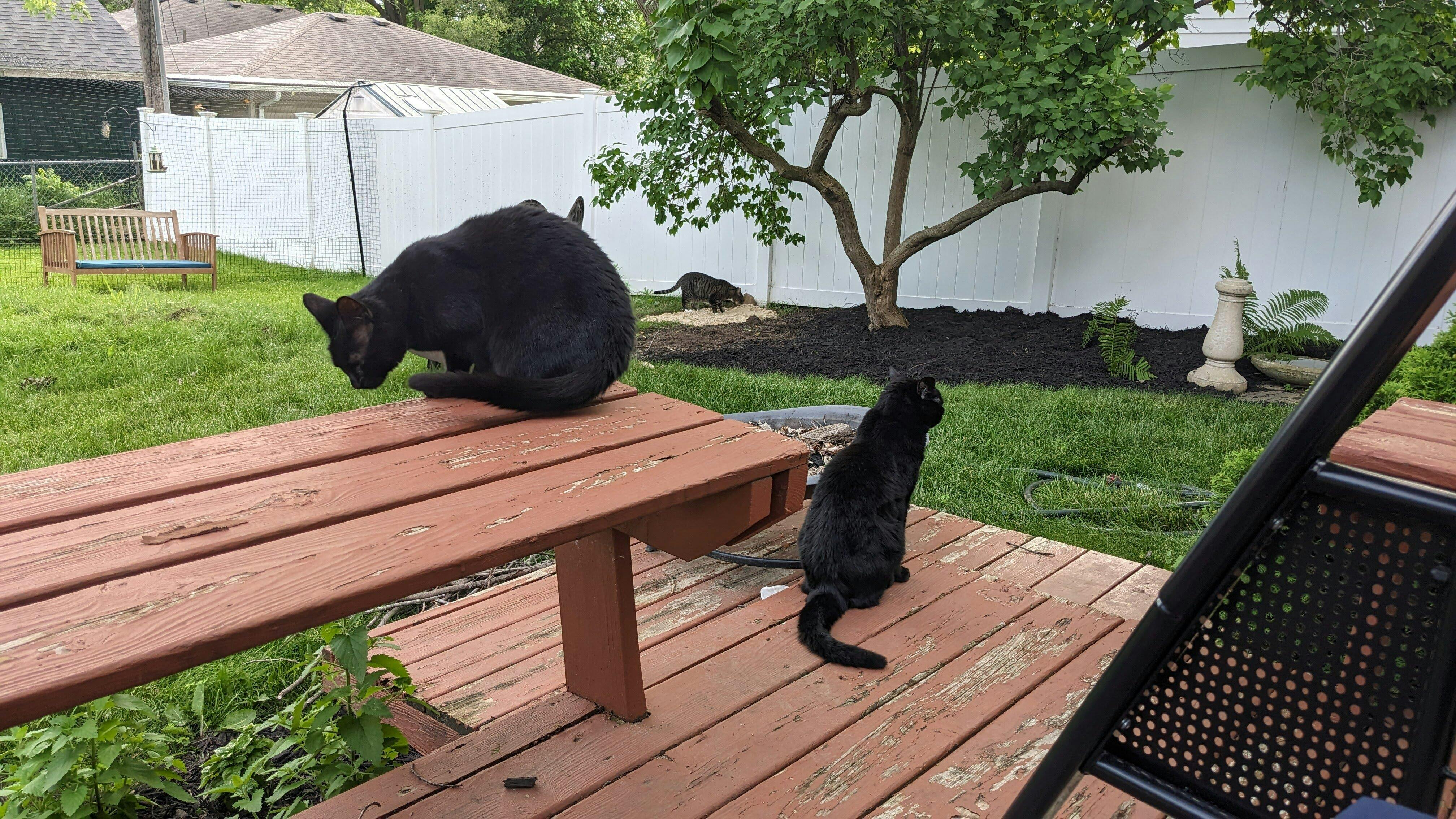 Cat Shock Collar - How Does an Invisible Cat Fence Work? - Purrfect Fence