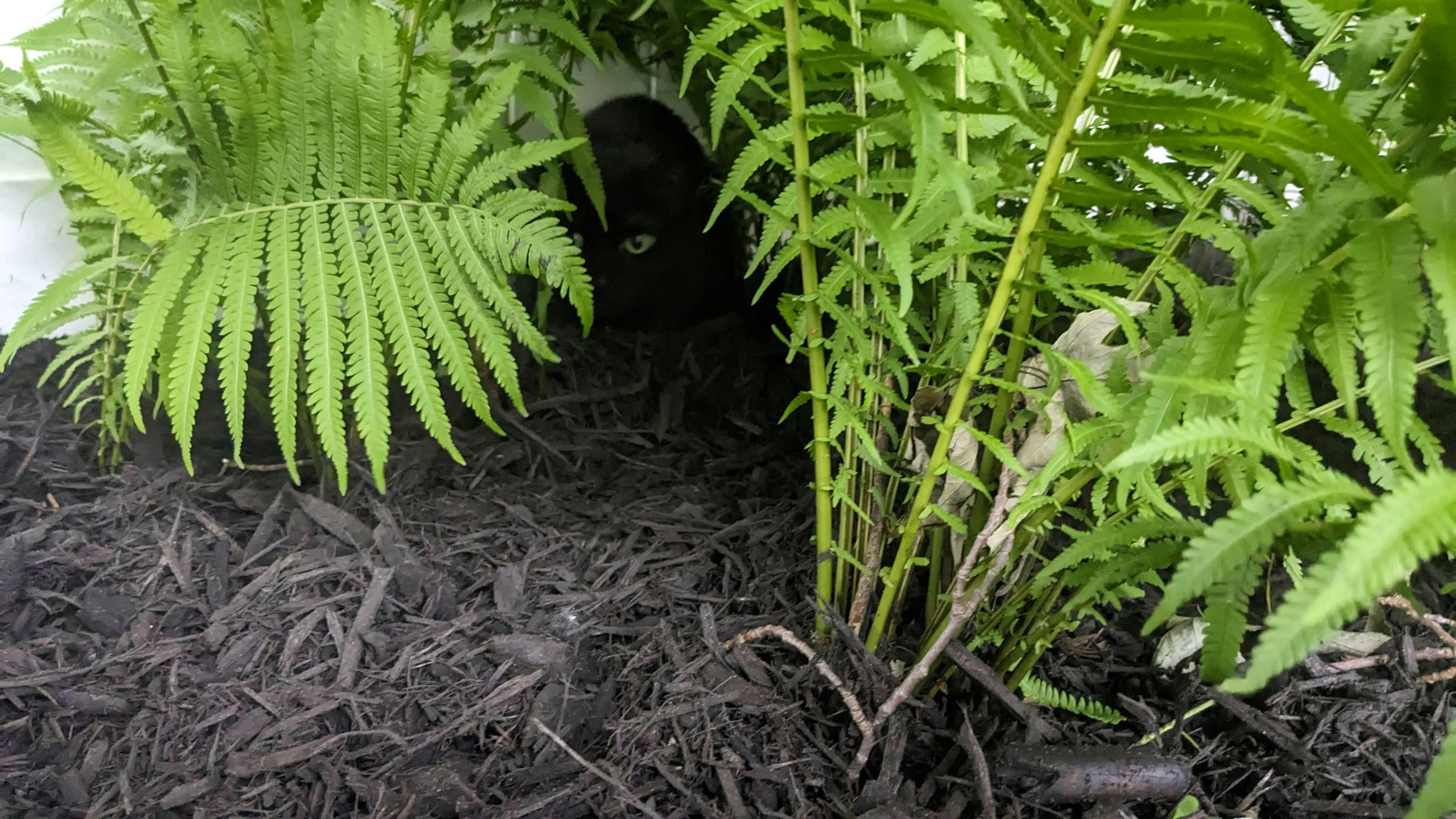 Cat Anti-Climb Tree Guard Baffle Kit - Purrfect Fence