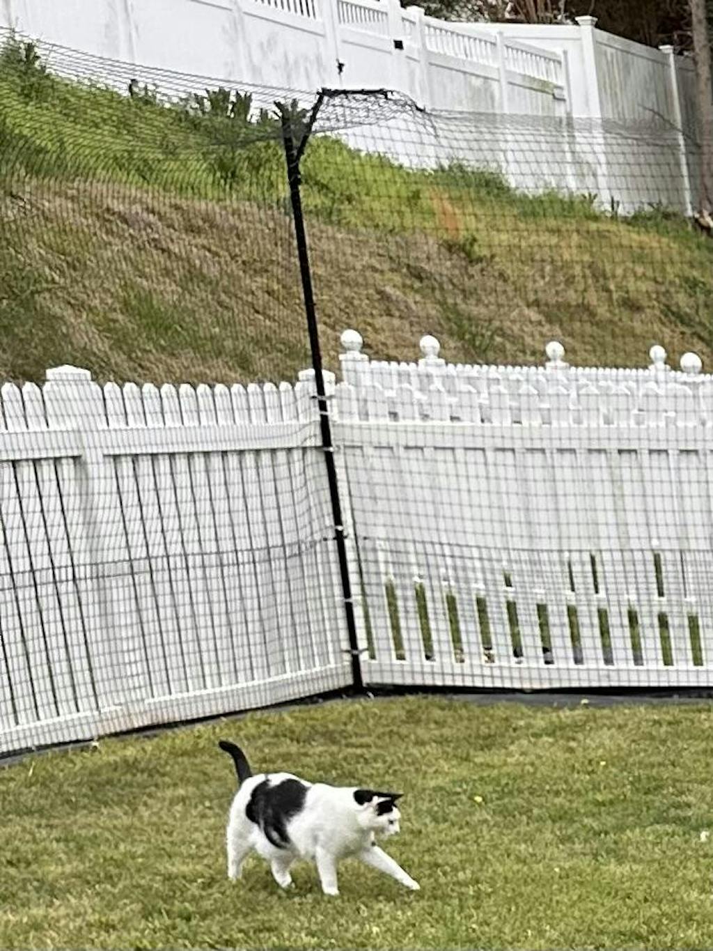 Cat Proof a Fence with Cat Fence Extenders | Purrfect Fence