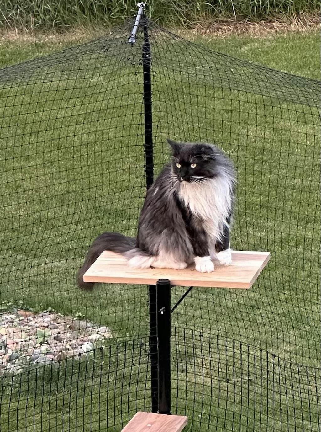 Cat Fences & Outdoor Cat Enclosures | Purrfect Fence