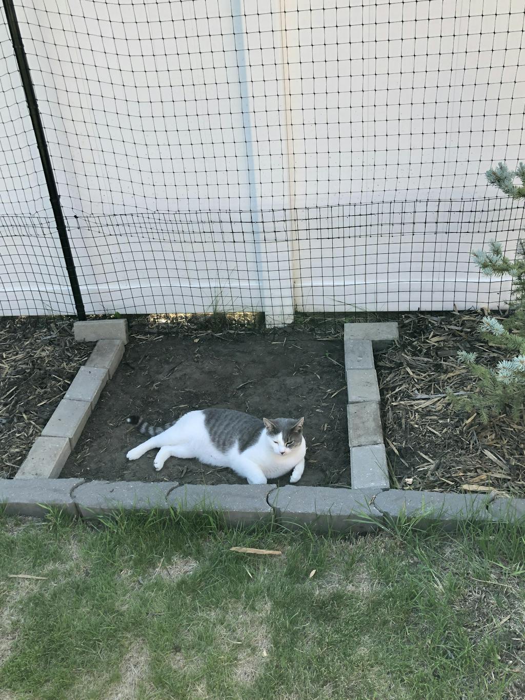 Cat Fences | What is the Purrfect Outdoor Cat Fence? - Purrfect Fence