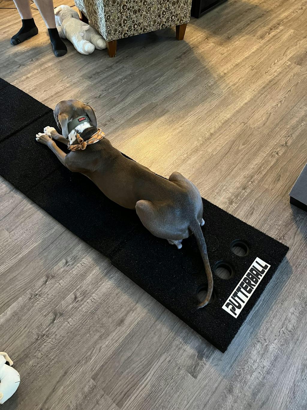 Buy Our Popular Golf Pong Party Game - PutterBall Blackout Edition