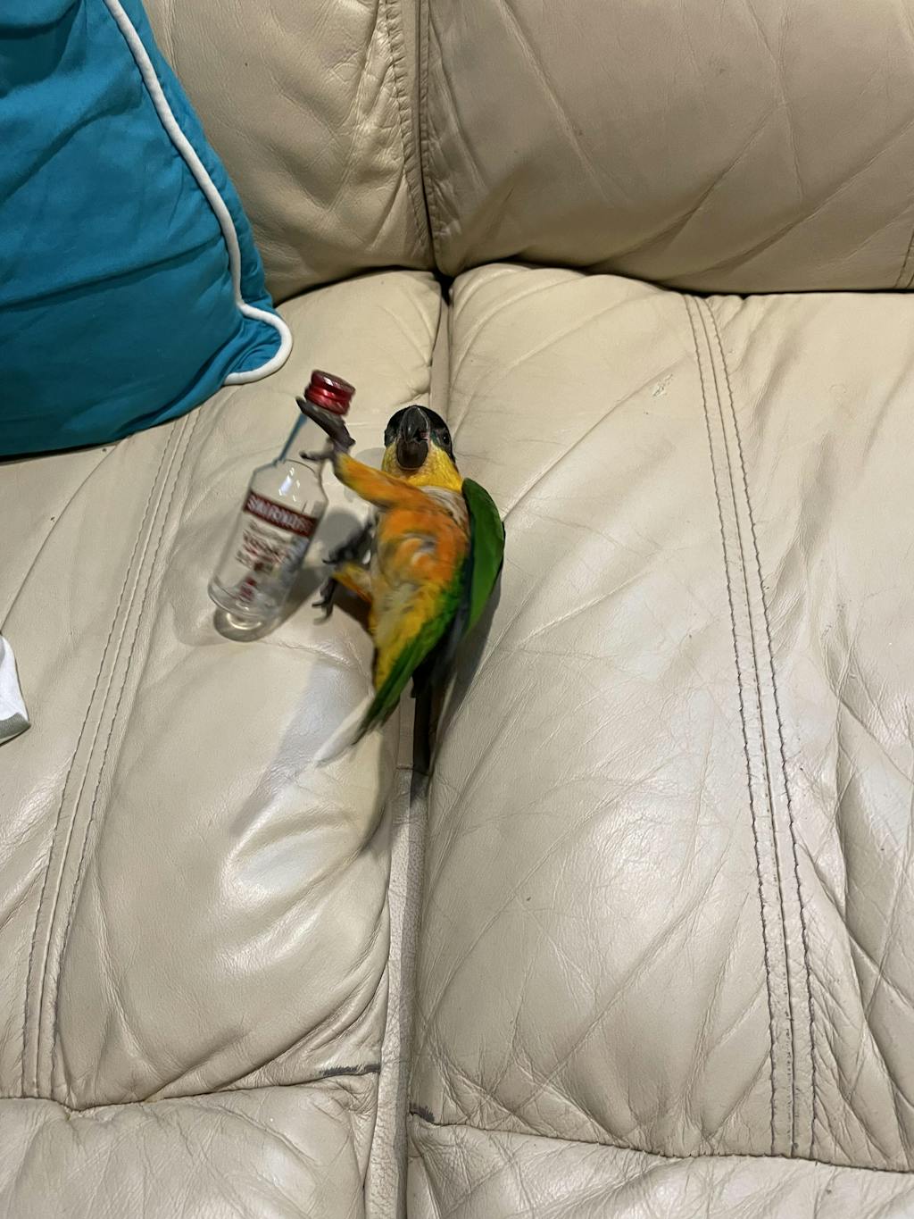 Aussie Triangle Hut – Queenslander Aviaries