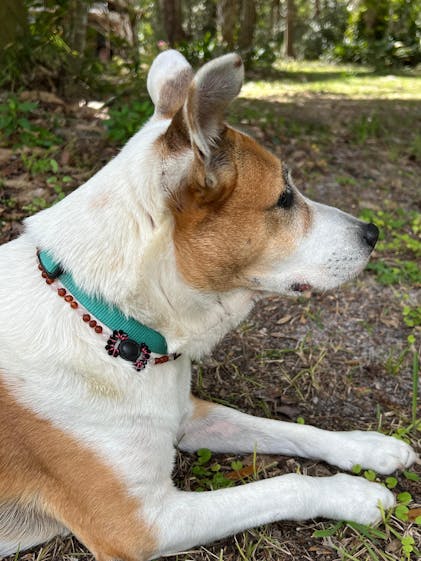 Rose Quartz Baltic Amber Resin Collars💻Pet Rose Quartz Raw Cognac Amber ...