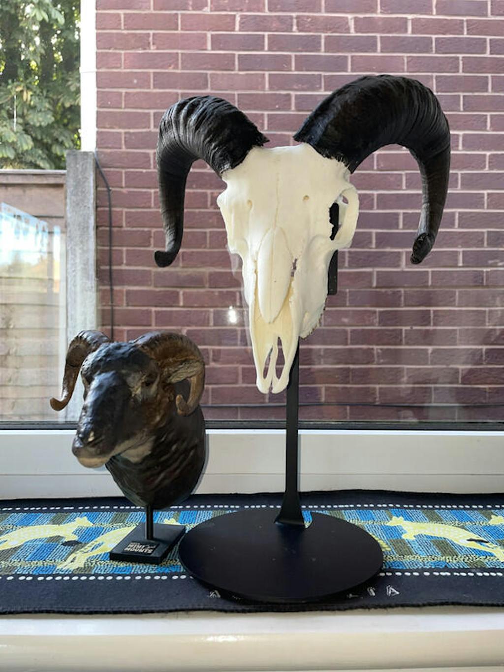 Custom Mini Painted Shoulder Mount (ANY SPECIES) – Raccoon Rigs