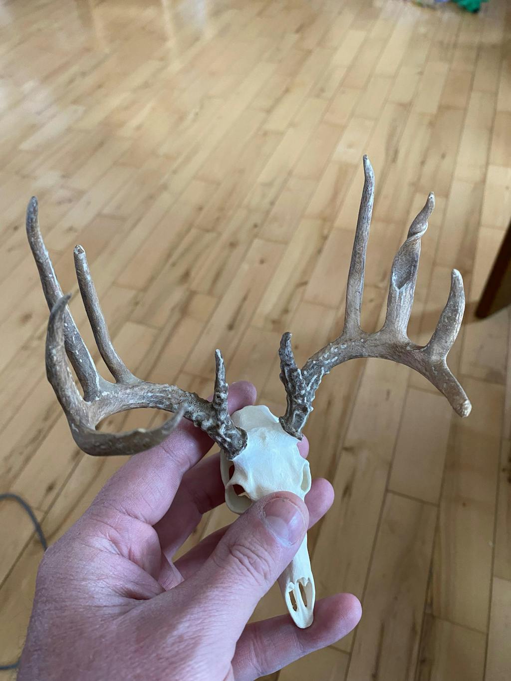 Raccoon Rigs | The BANDIT Stealth Climber™