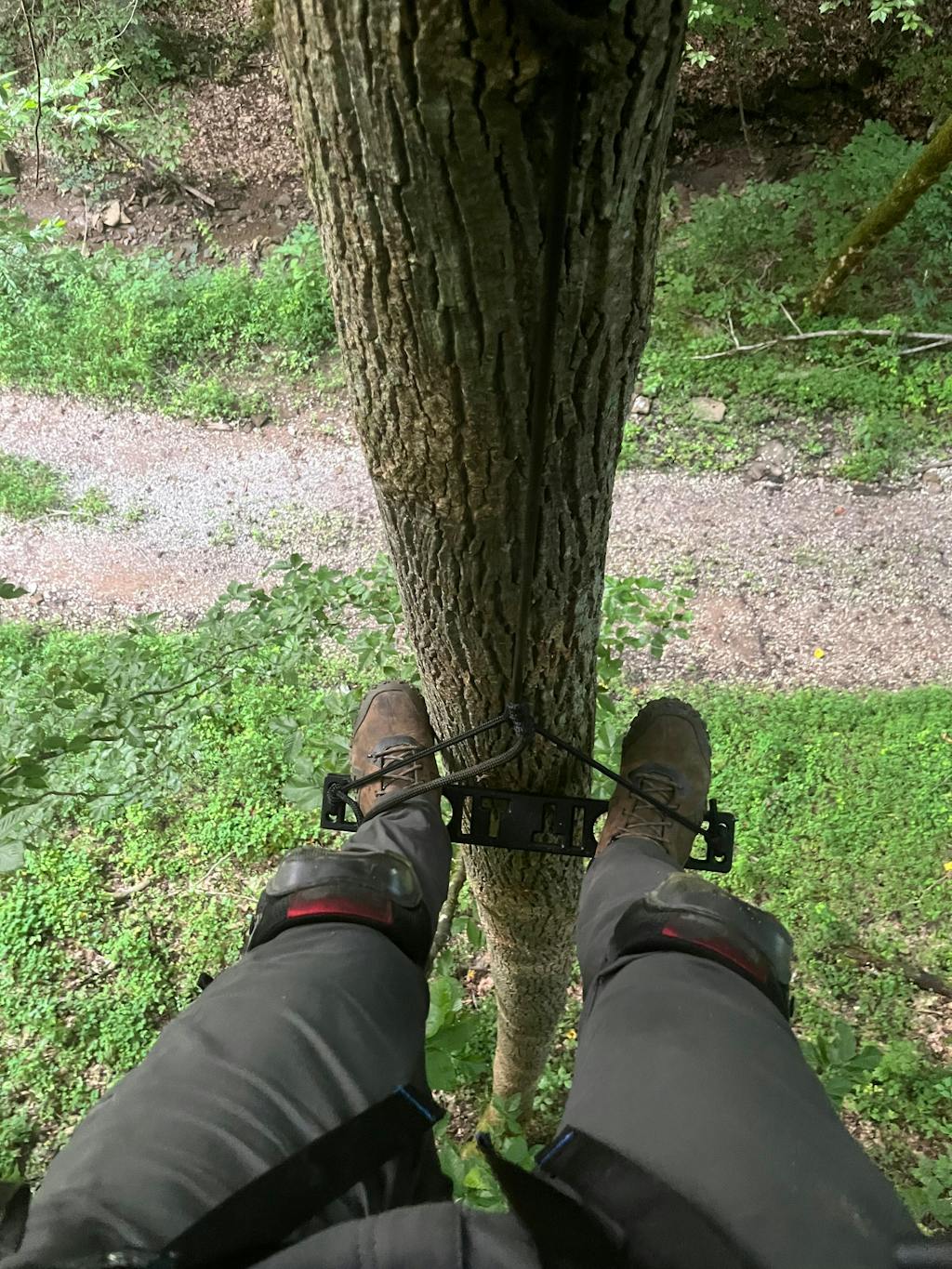 Raccoon Rigs | The BANDIT Stealth Climber™