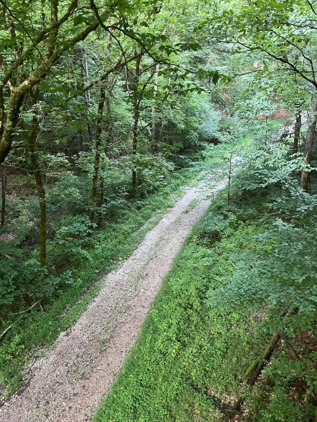 Stealthy Tree Climber | The BANDIT Climber – Raccoon Rigs