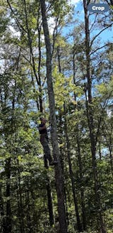 Stealthy Tree Climber | The BANDIT Climber – Raccoon Rigs