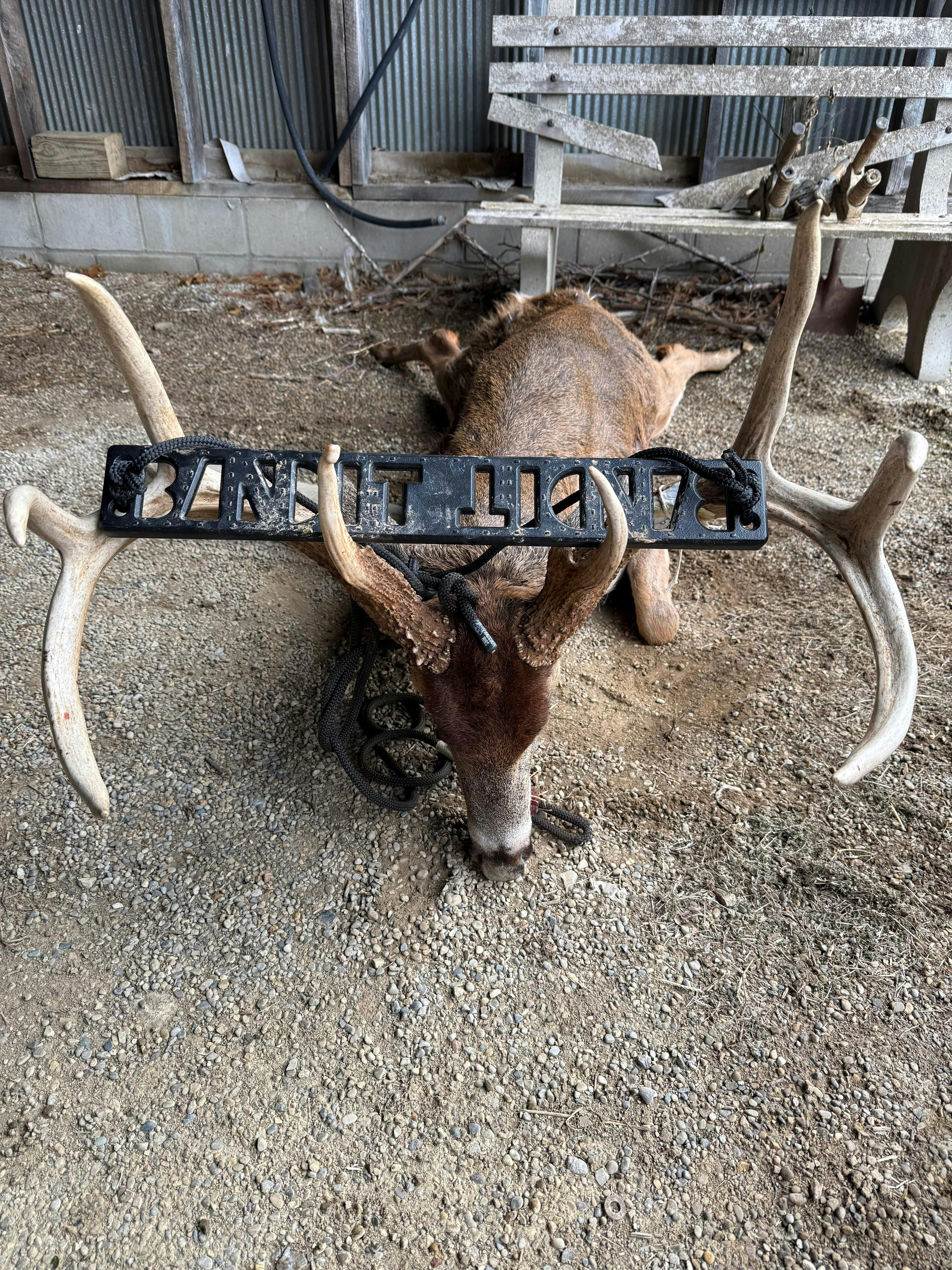 Stealthy Tree Climber | The BANDIT Climber – Raccoon Rigs