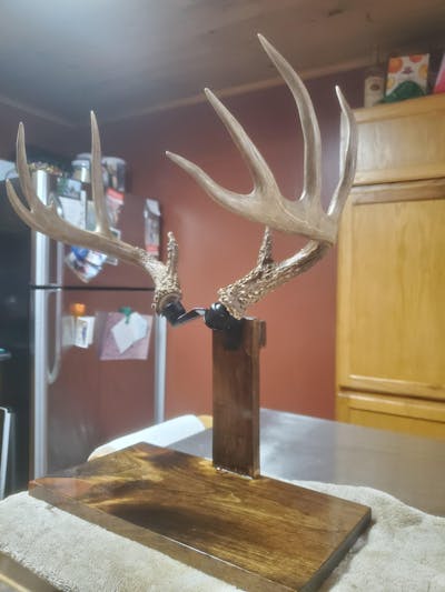 RACK HUB® Premium Antler Displays - Bring Nature Home