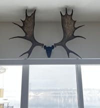 RACK HUB® Premium Antler Displays - Bring Nature Home
