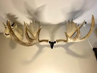 RACK HUB® Premium Antler Displays - Bring Nature Home