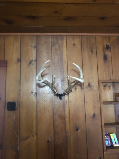 RACK HUB® Premium Antler Displays - Bring Nature Home