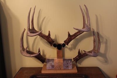 RACK HUB® Premium Antler Displays - Bring Nature Home