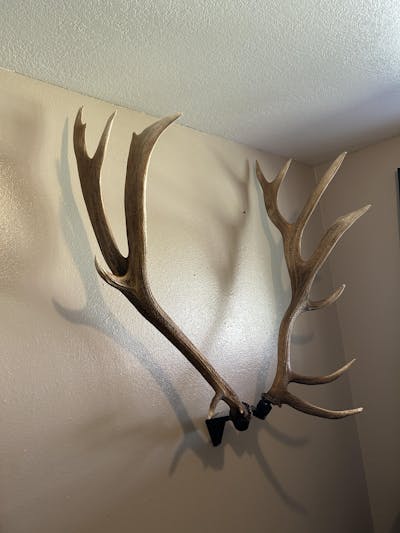 RACK HUB® Premium Antler Displays - Bring Nature Home