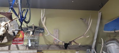 RACK HUB® Premium Antler Displays - Bring Nature Home