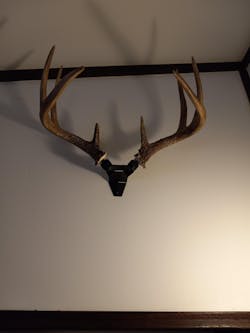 RACK HUB® Premium Antler Displays - Bring Nature Home