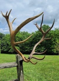 RACK HUB® Premium Antler Displays - Bring Nature Home