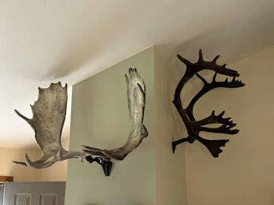 RACK HUB® Premium Antler Displays - Bring Nature Home