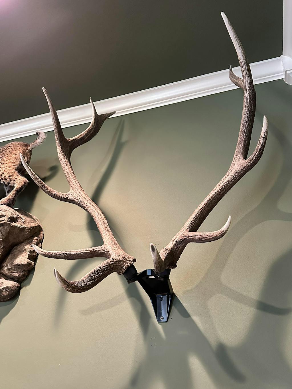 RH2 XL - DIY BIG GAME ANTLER MOUNTING SYSTEM – RACK HUB®